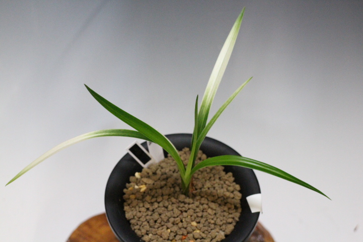 No:4935玉姫 - 寒蘭/山野草販売【東美園】