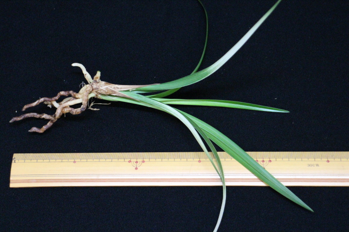 No:4935玉姫 - 寒蘭/山野草販売【東美園】