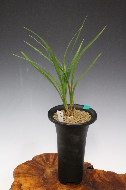 No:5068チャボ紺 - 寒蘭/山野草販売【東美園】